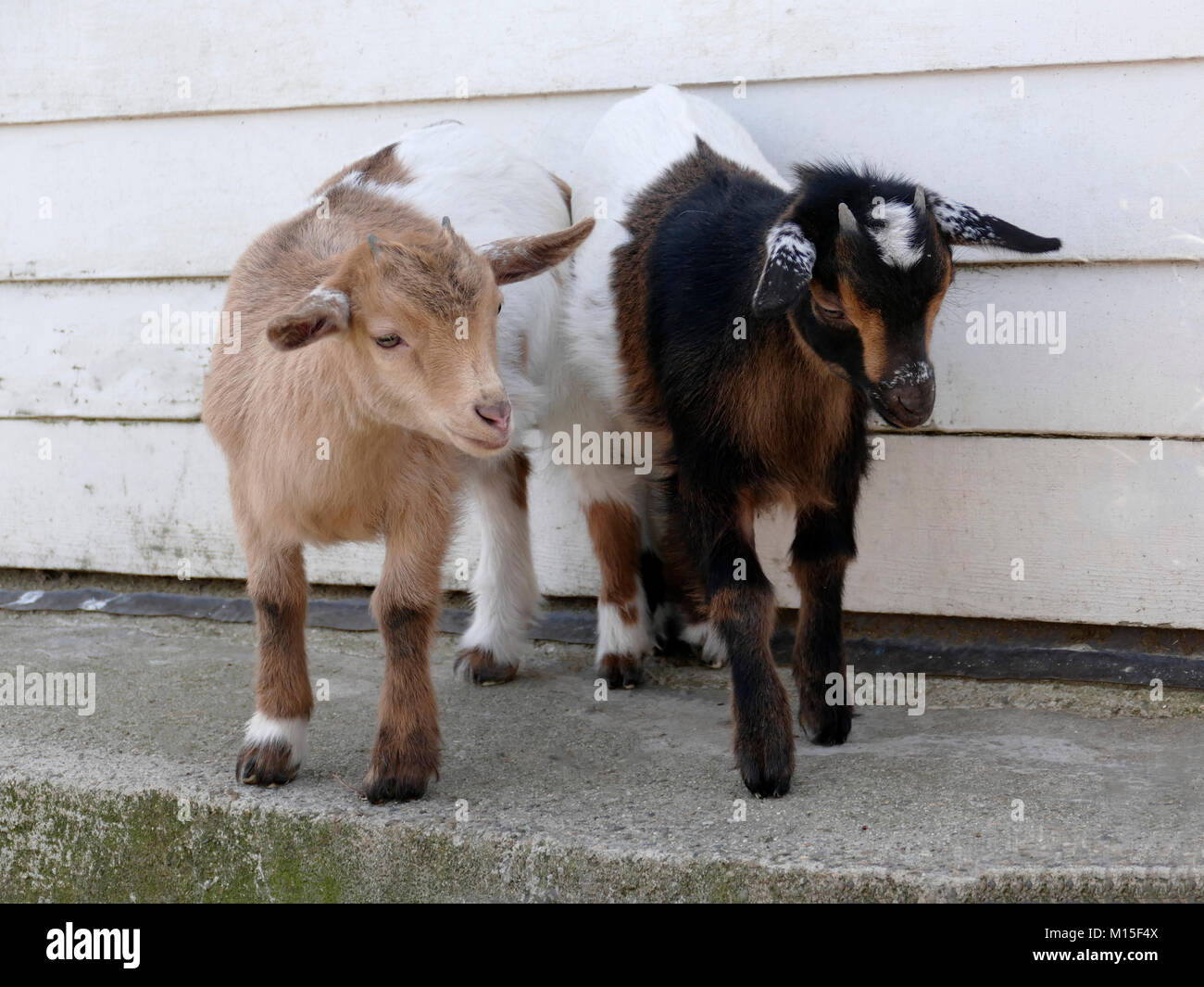 Two pygmy goats hi-res stock photography and images - Alamy