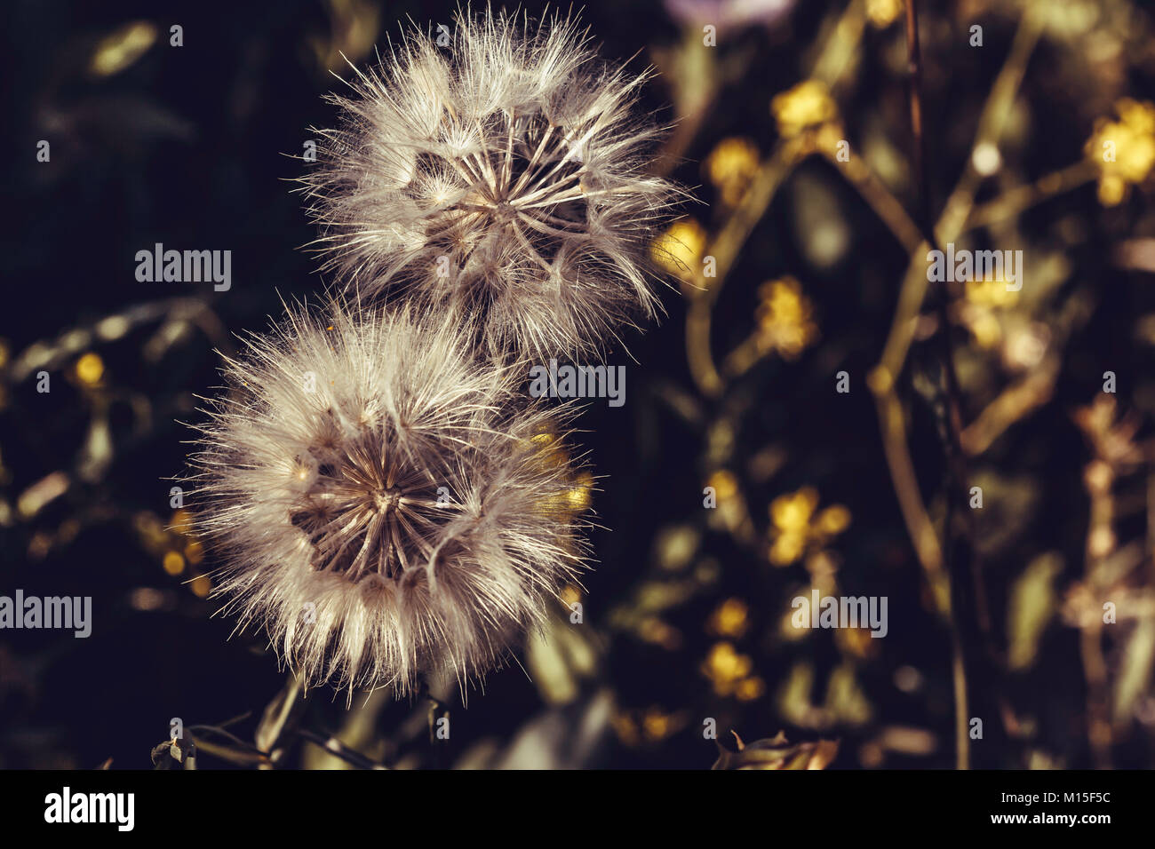 Pollination dandelion hi-res stock photography and images - Alamy