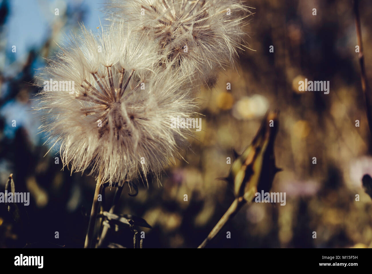 Pollination in nature hi-res stock photography and images - Alamy