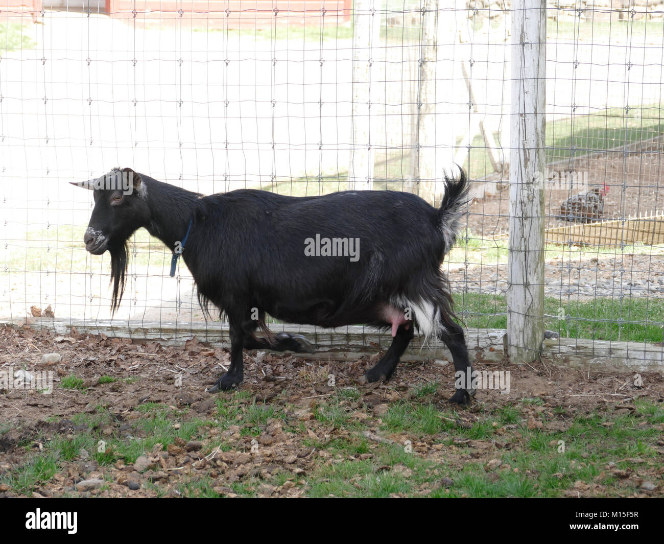 Black Goat High Resolution Stock Photography and Images - Alamy