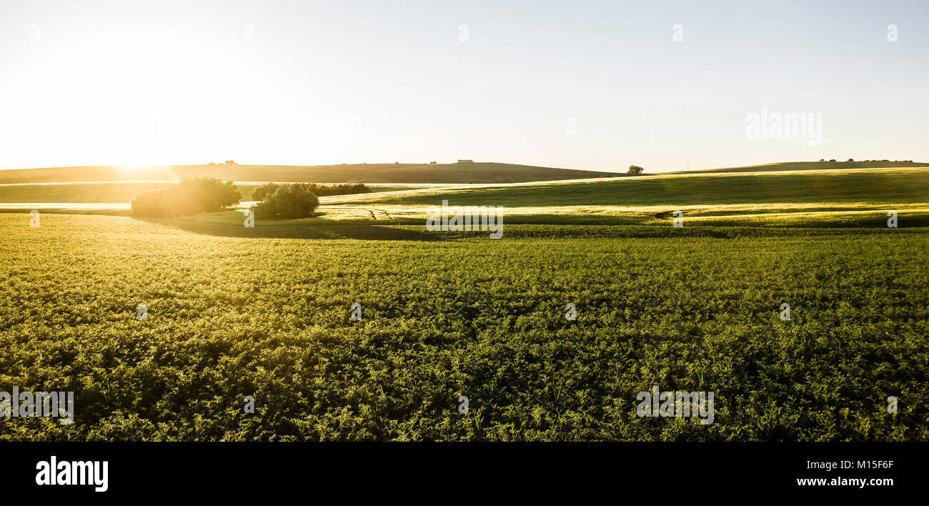 Reflections of the sun in the wheat field Stock Photo - Alamy