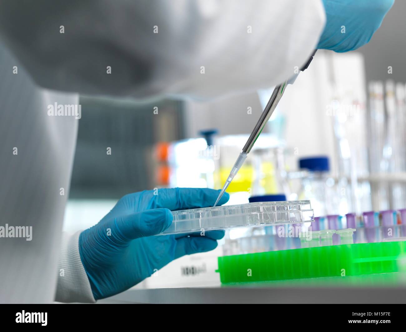 MODEL RELEASED. Biological research. Scientist pipetting samples into a ...