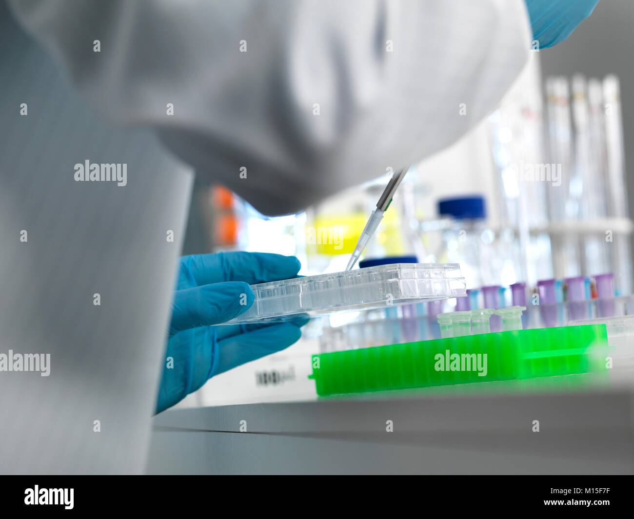 MODEL RELEASED. Biological research. Scientist pipetting samples into a ...