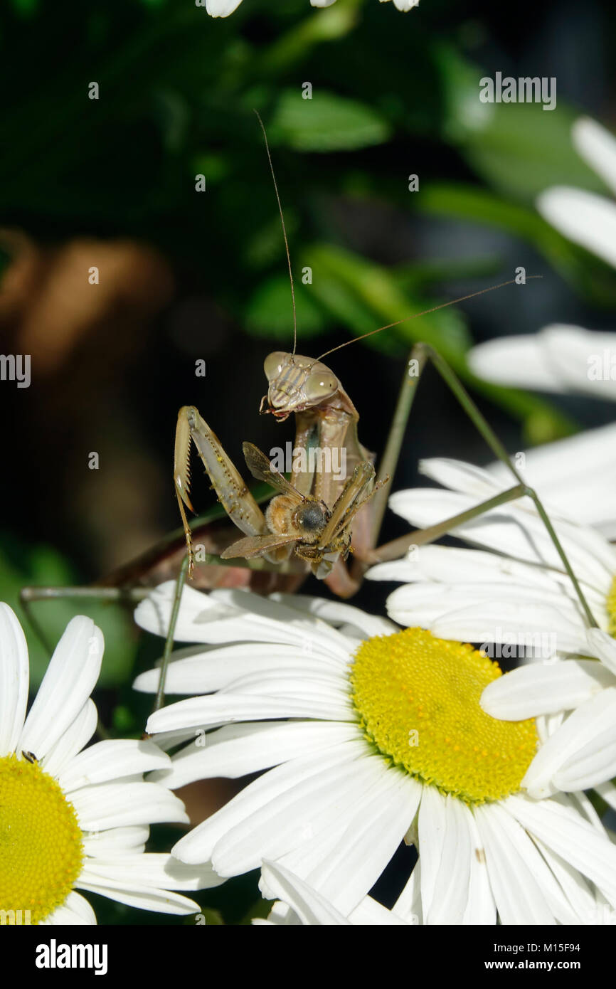 Praying mantis feeding hi-res stock photography and images - Alamy