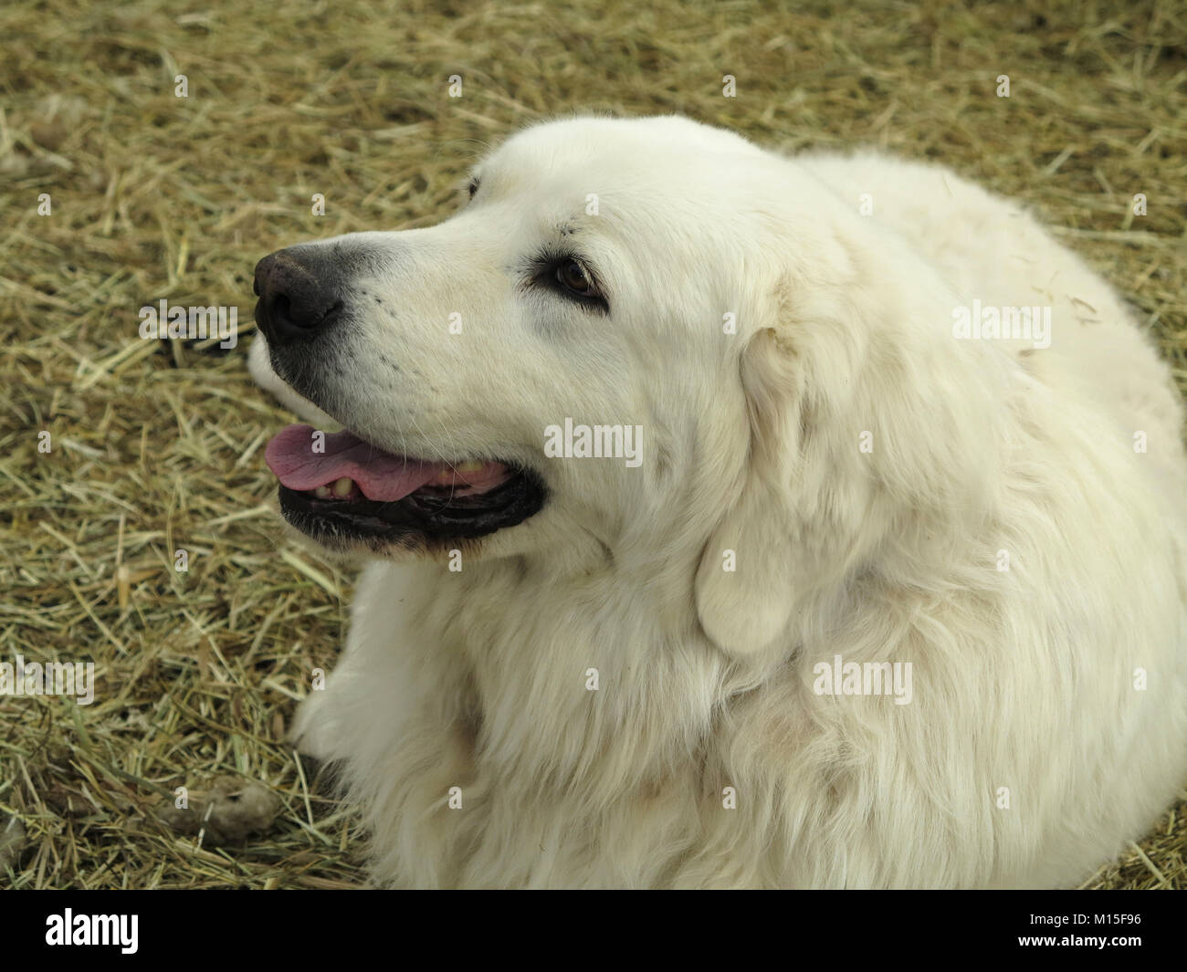 Maremma sheepdog hi-res stock photography and images - Alamy