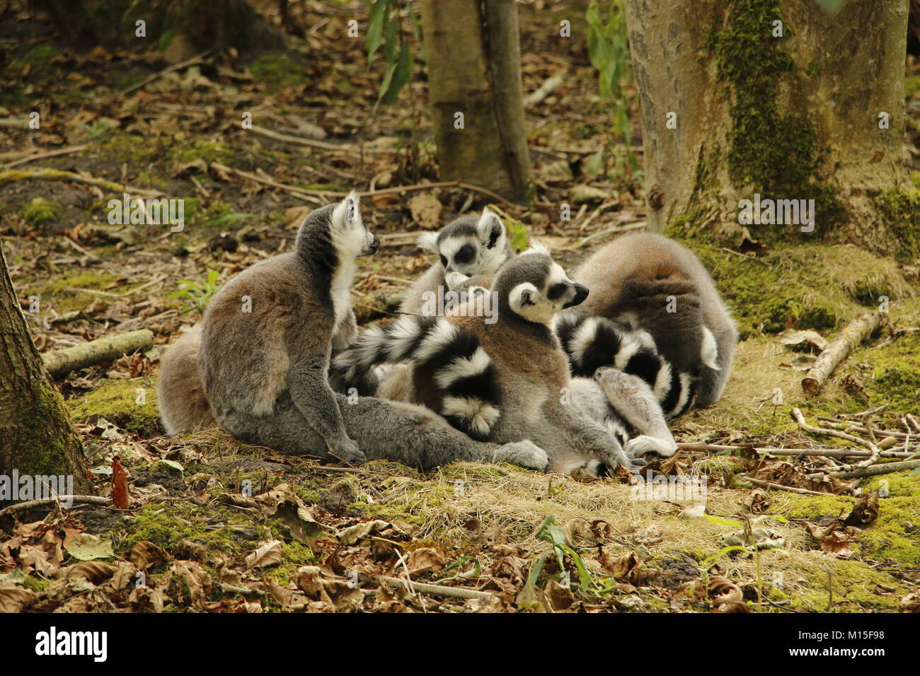 Ring tailed Lemur family Stock Photo - Alamy