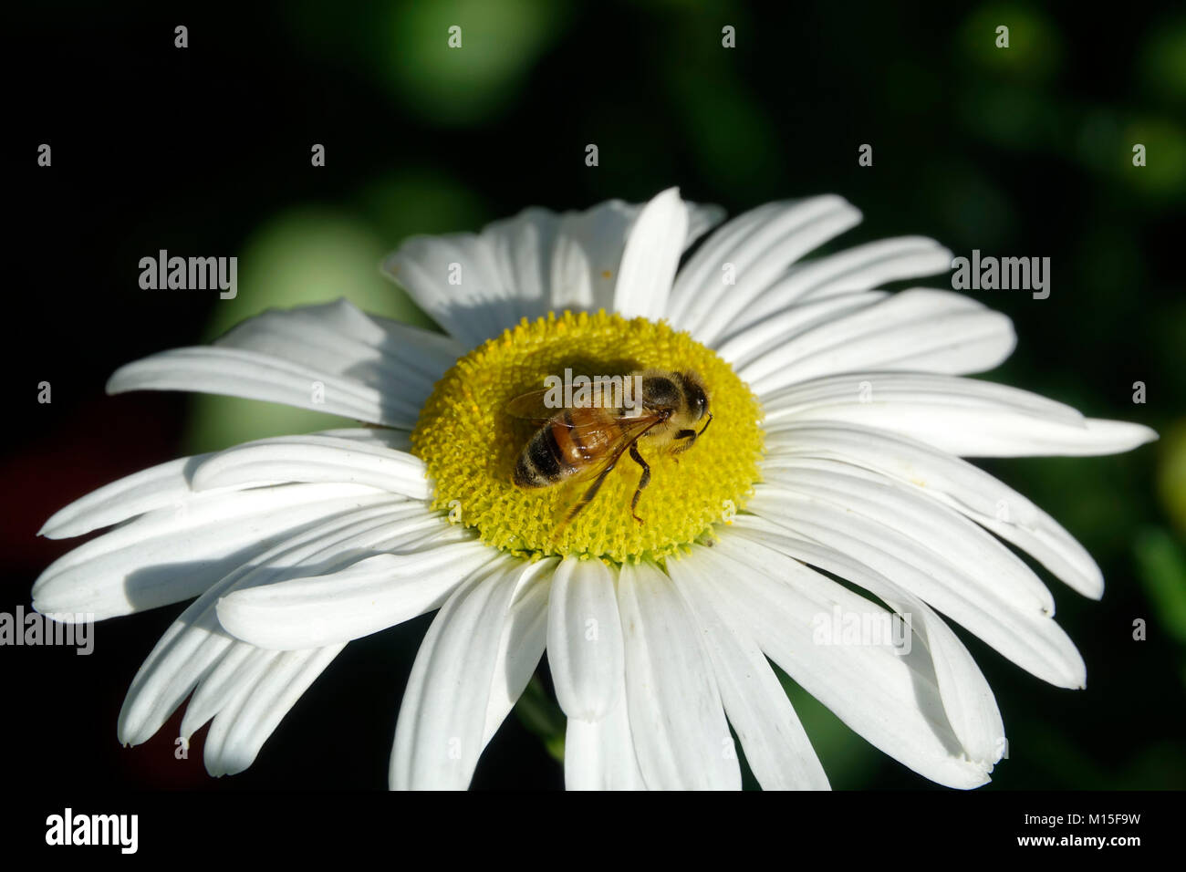 Bee Pollinating - White Daisy Stock Photo - Alamy