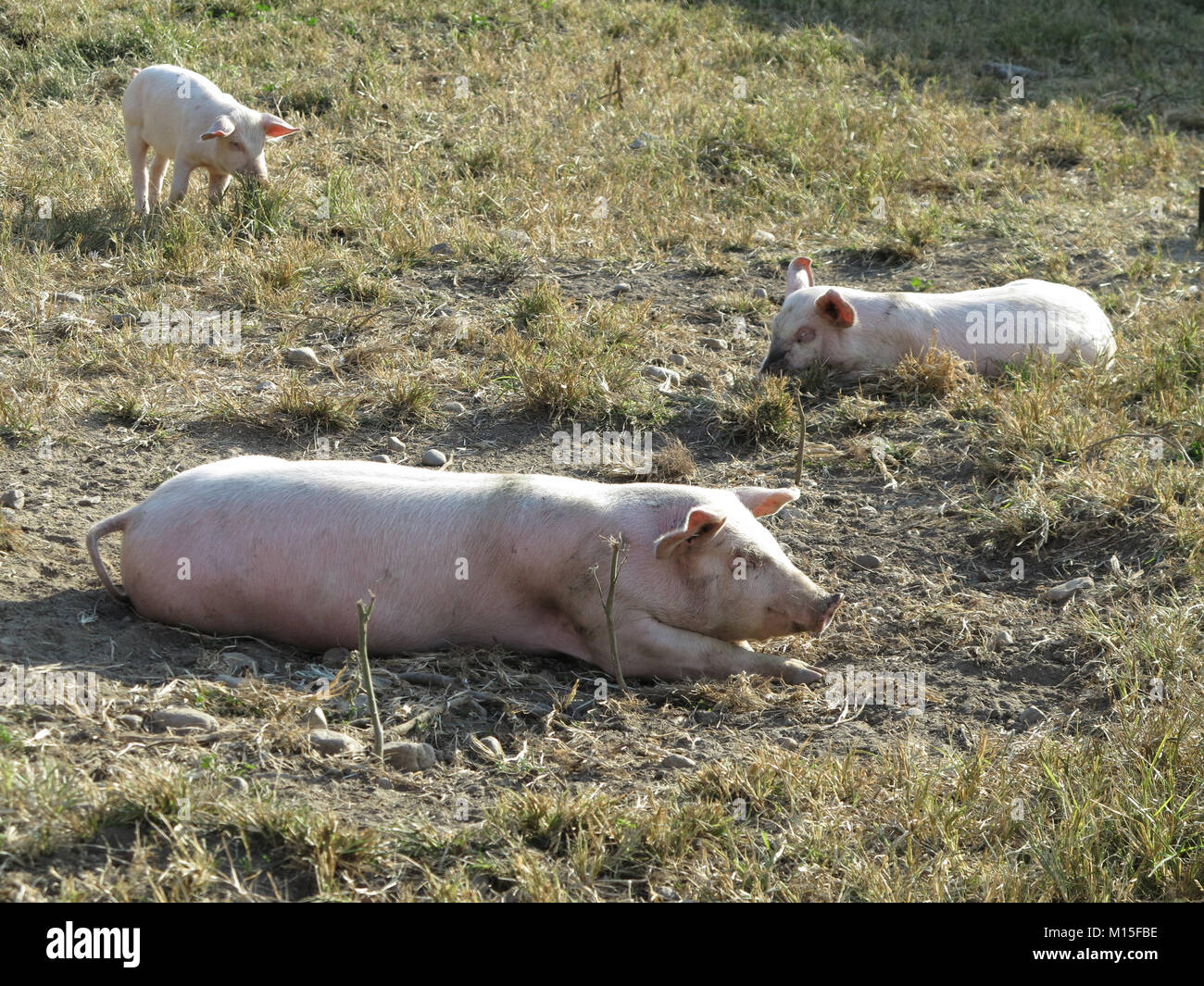 Playing happy free range hi-res stock photography and images - Alamy