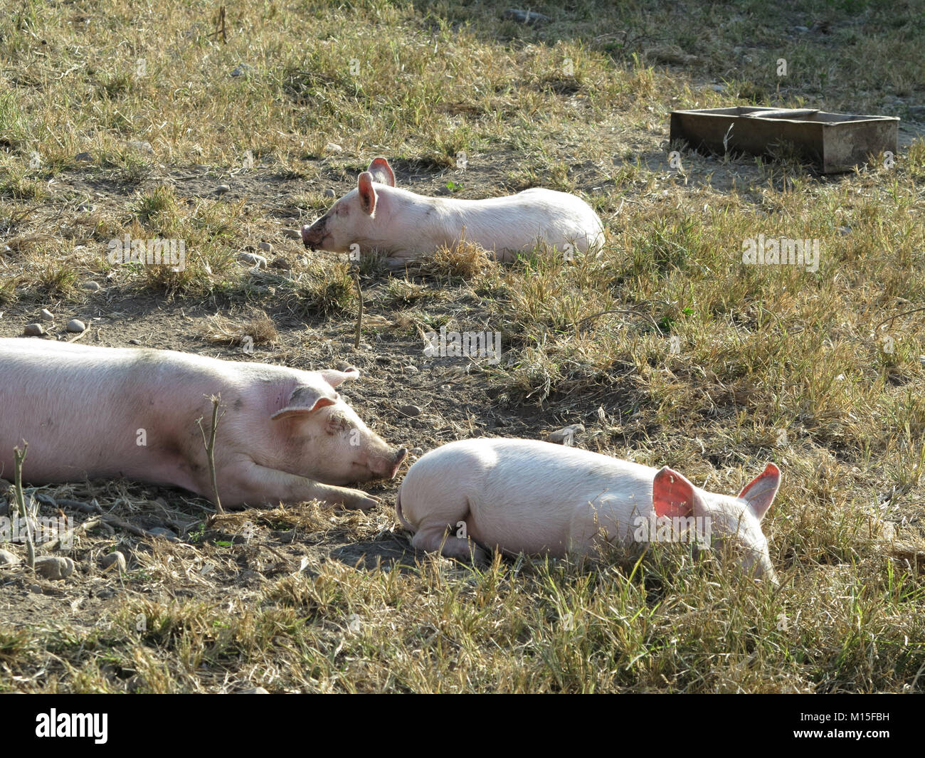 Pigs Playing In The Mud High Resolution Stock Photography and Images ...