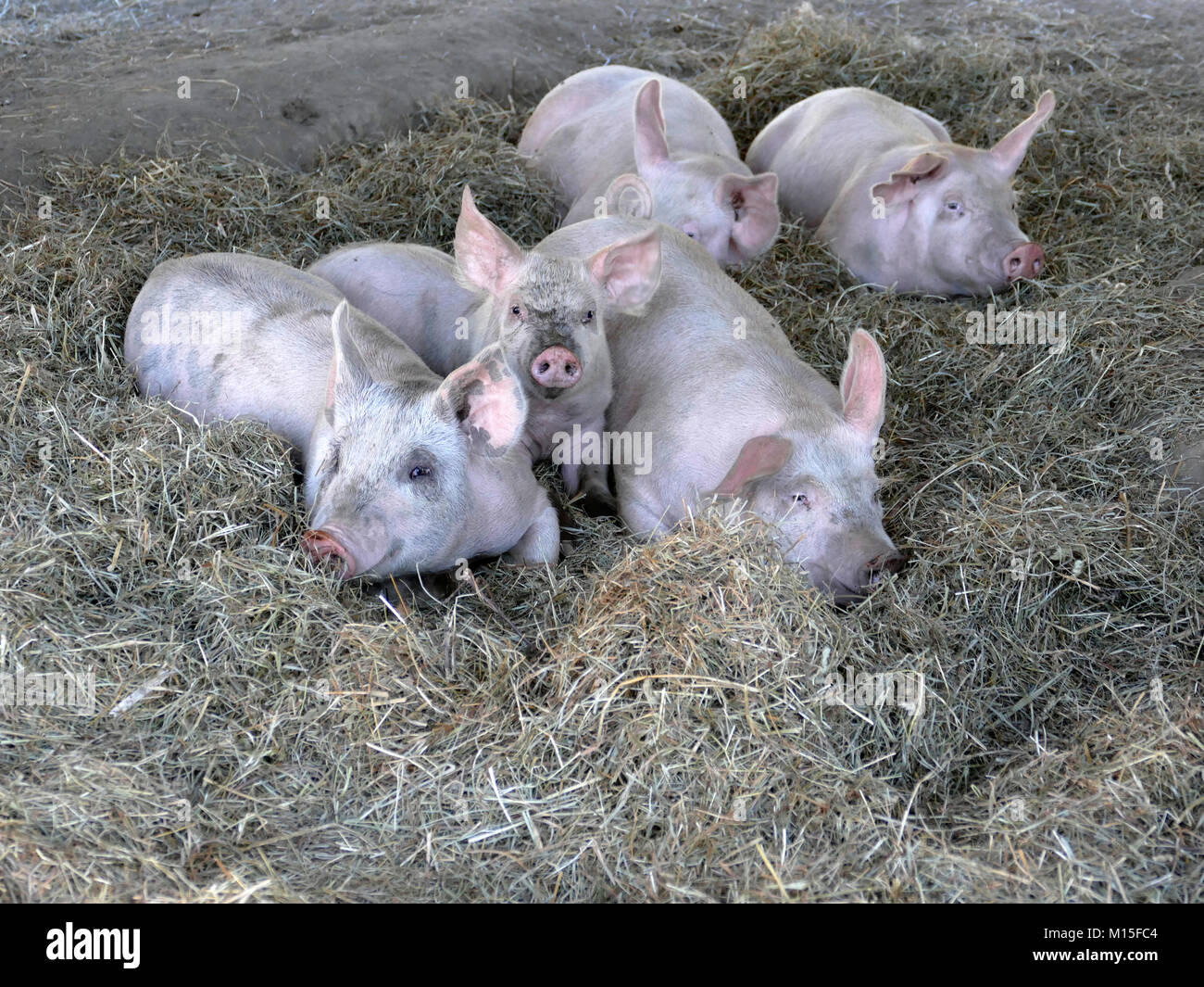 Happy Pink Pigs in a Pigpen Stock Photo - Alamy