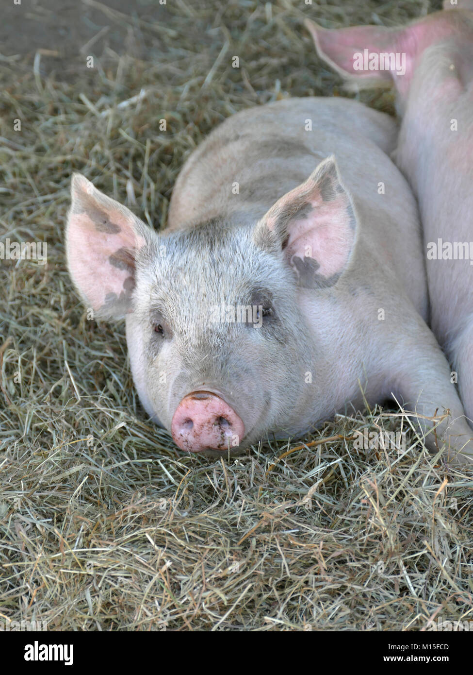 Peaceful pigs hi-res stock photography and images - Alamy