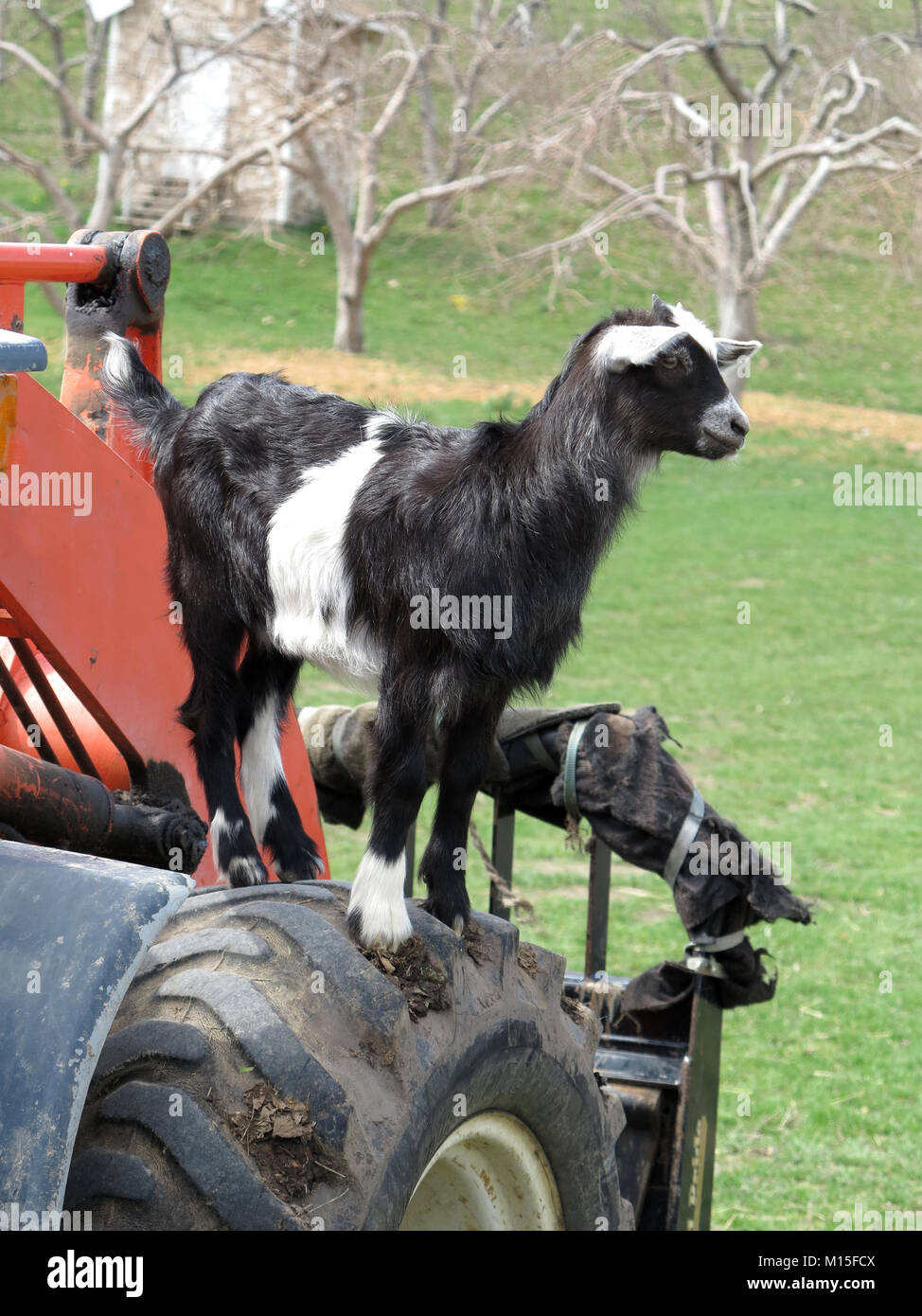 Black and White Pigmy Goat atop a Tractor Tire Stock Photo - Alamy