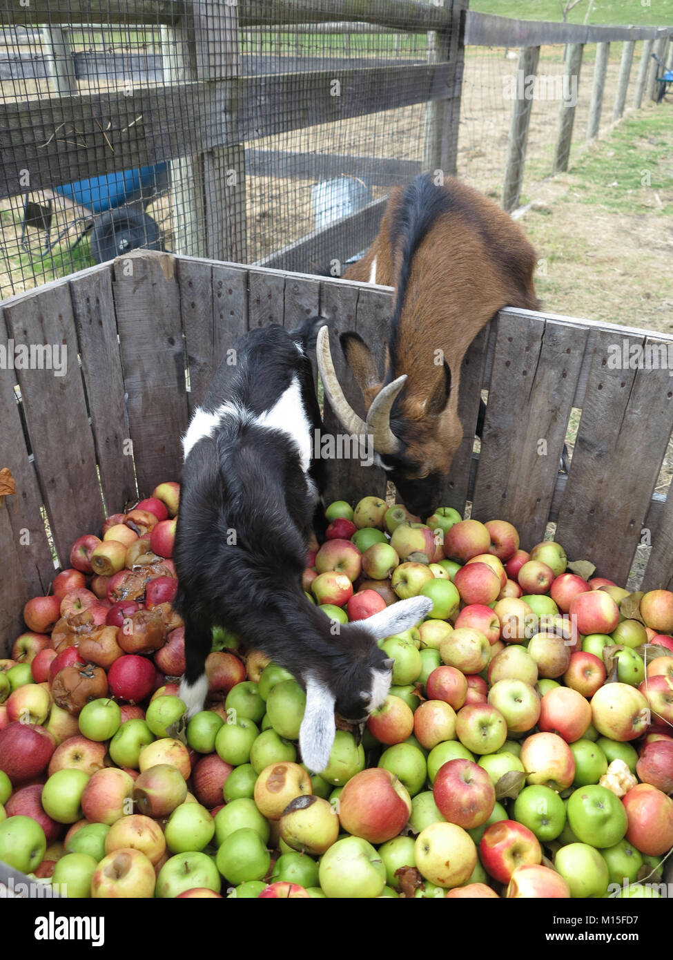 Pigmy Goats Searching for the Perfect Apple Stock Photo - Alamy