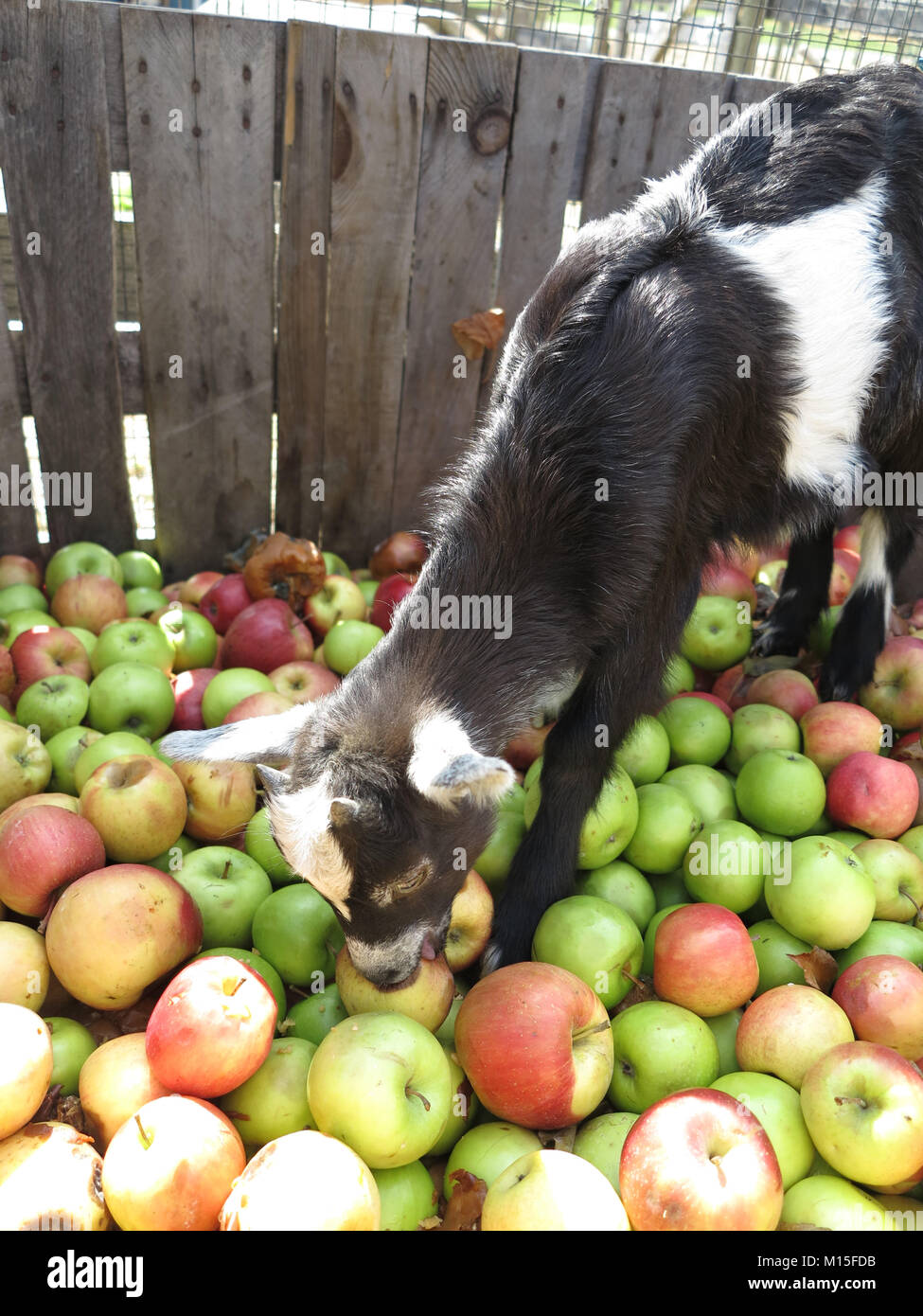 Pigmy Goats Searching for the Perfect Apple Stock Photo - Alamy