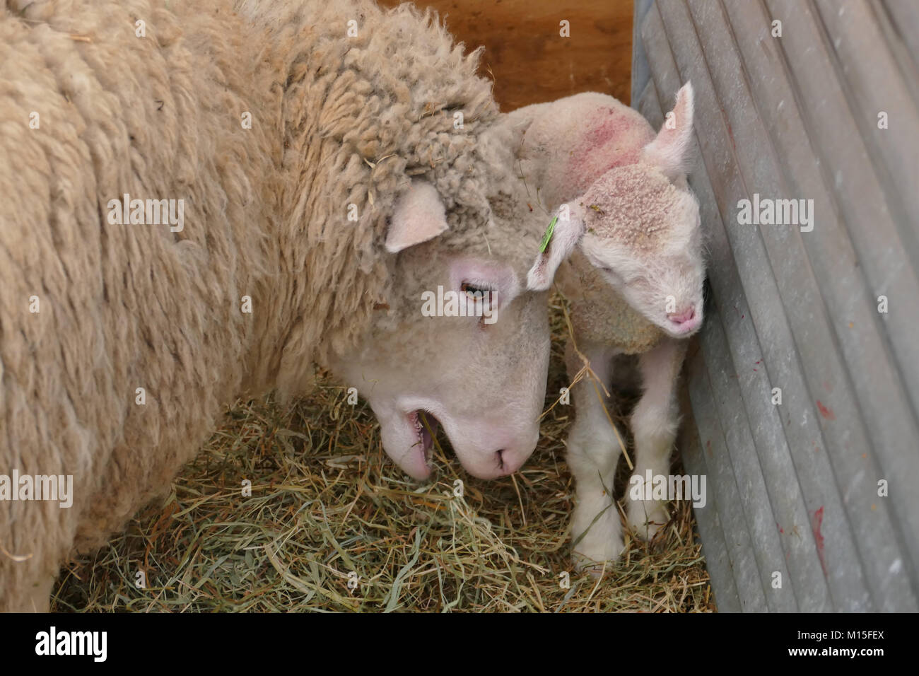 Beautiful Sheep Baby