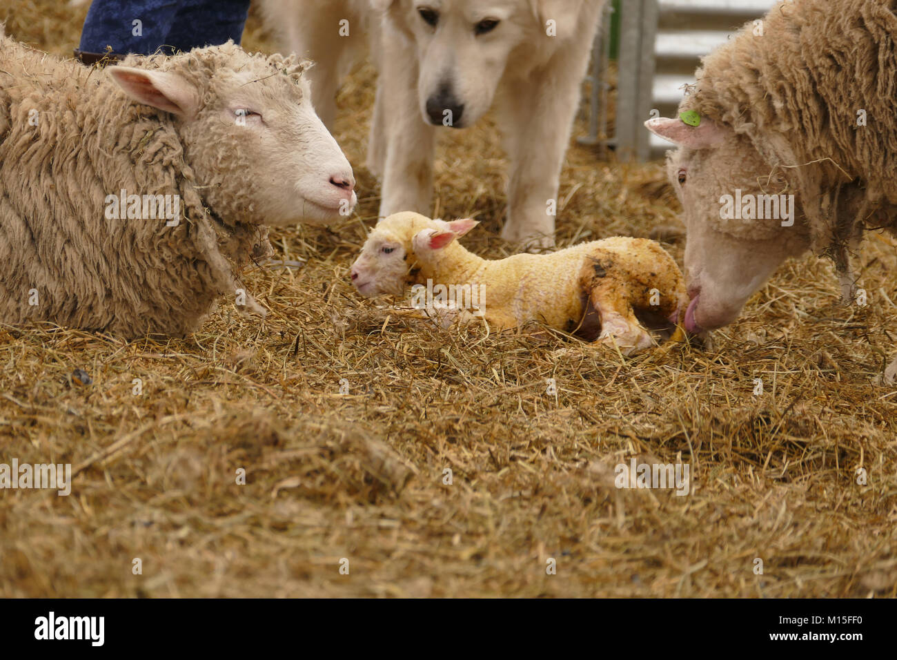 Placenta animals hi-res stock photography and images - Alamy