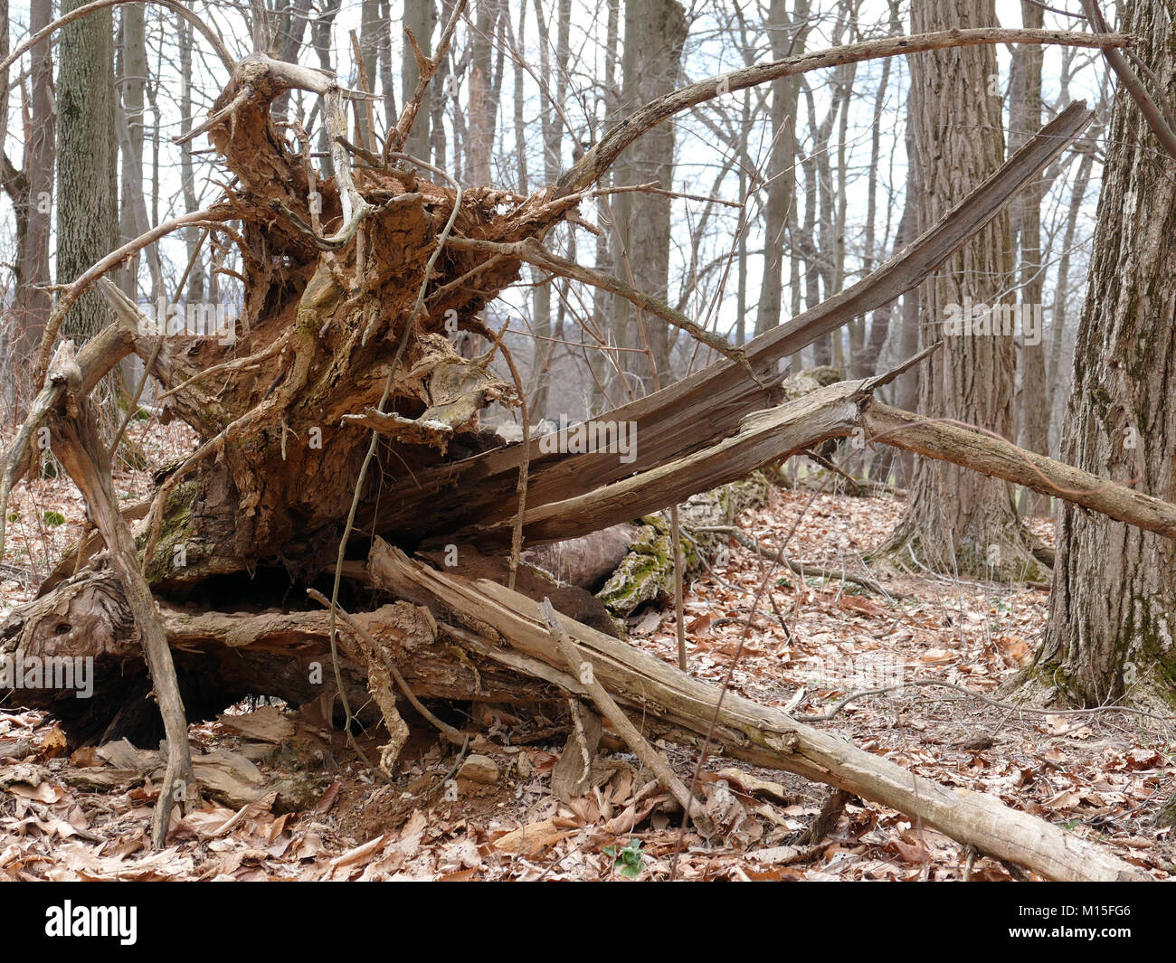 Bare Trees and Fallen Tree with Wild Roots Outside in a Forest Stock ...