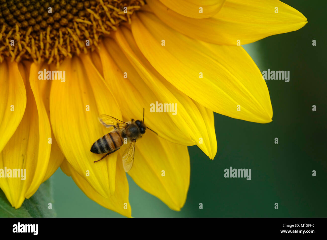 Singular Happy Yellow Sunflower in the Garden with Bees Stock Photo - Alamy