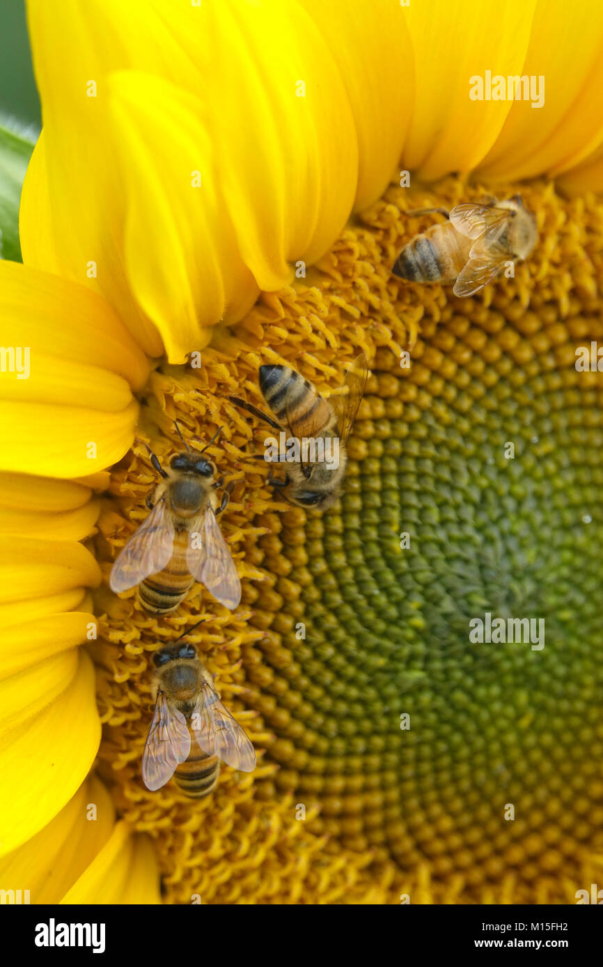 Singular Happy Yellow Sunflower in the Garden with Bees Stock Photo - Alamy