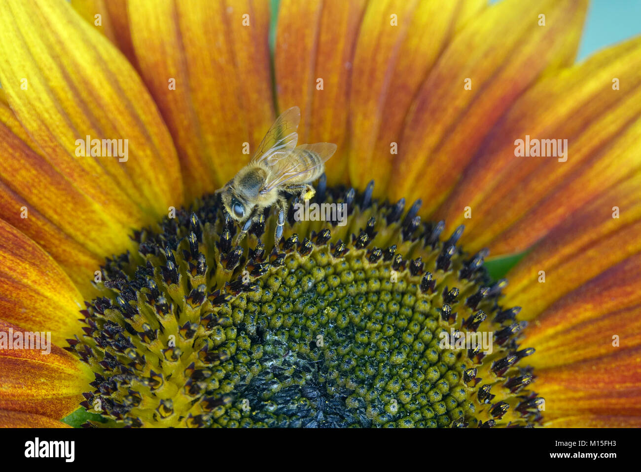 Singular Happy Yellow Sunflower in the Garden with Bees Stock Photo - Alamy