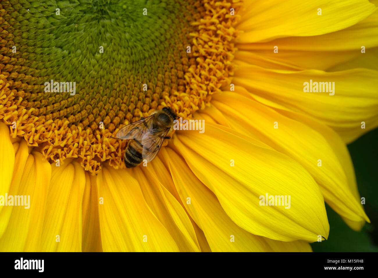 Singular bee hi-res stock photography and images - Alamy
