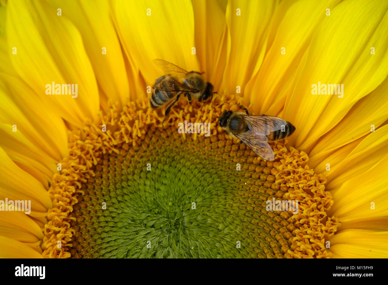 Singular Happy Yellow Sunflower in the Garden with Bees Stock Photo - Alamy