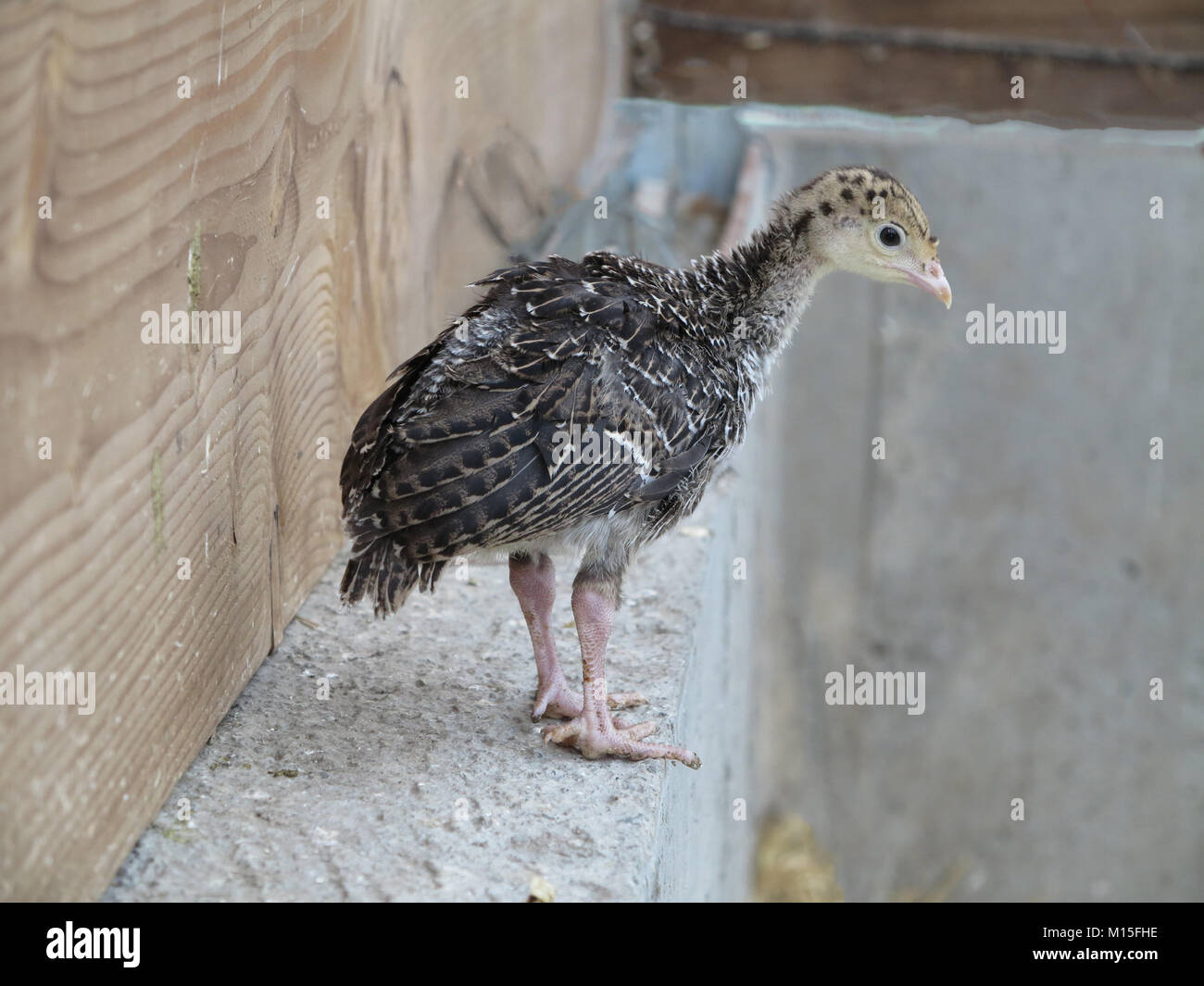Young Turkey about to Jump Stock Photo - Alamy