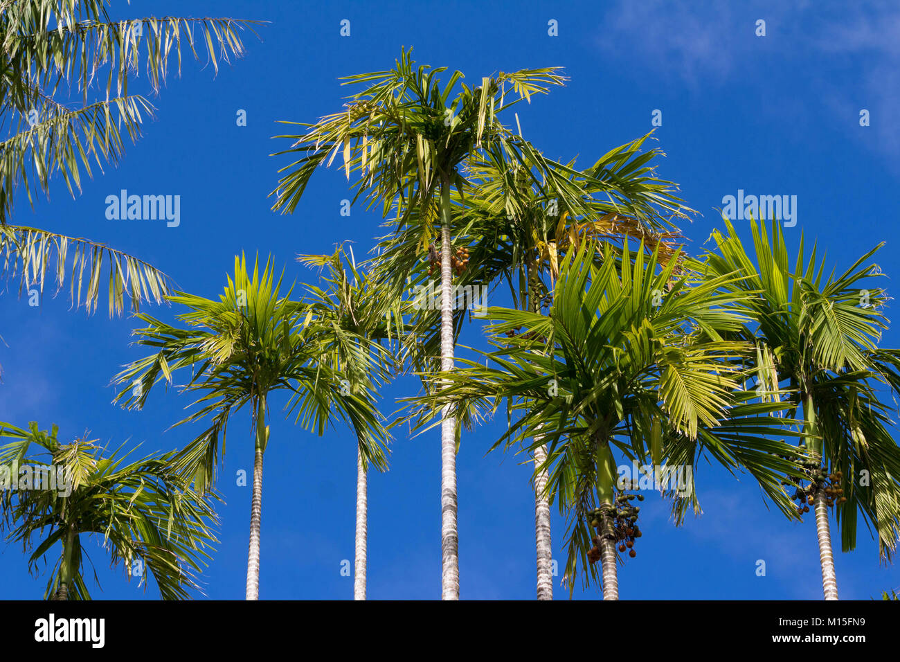 View of palm trees , Martinique island Stock Photo - Alamy
