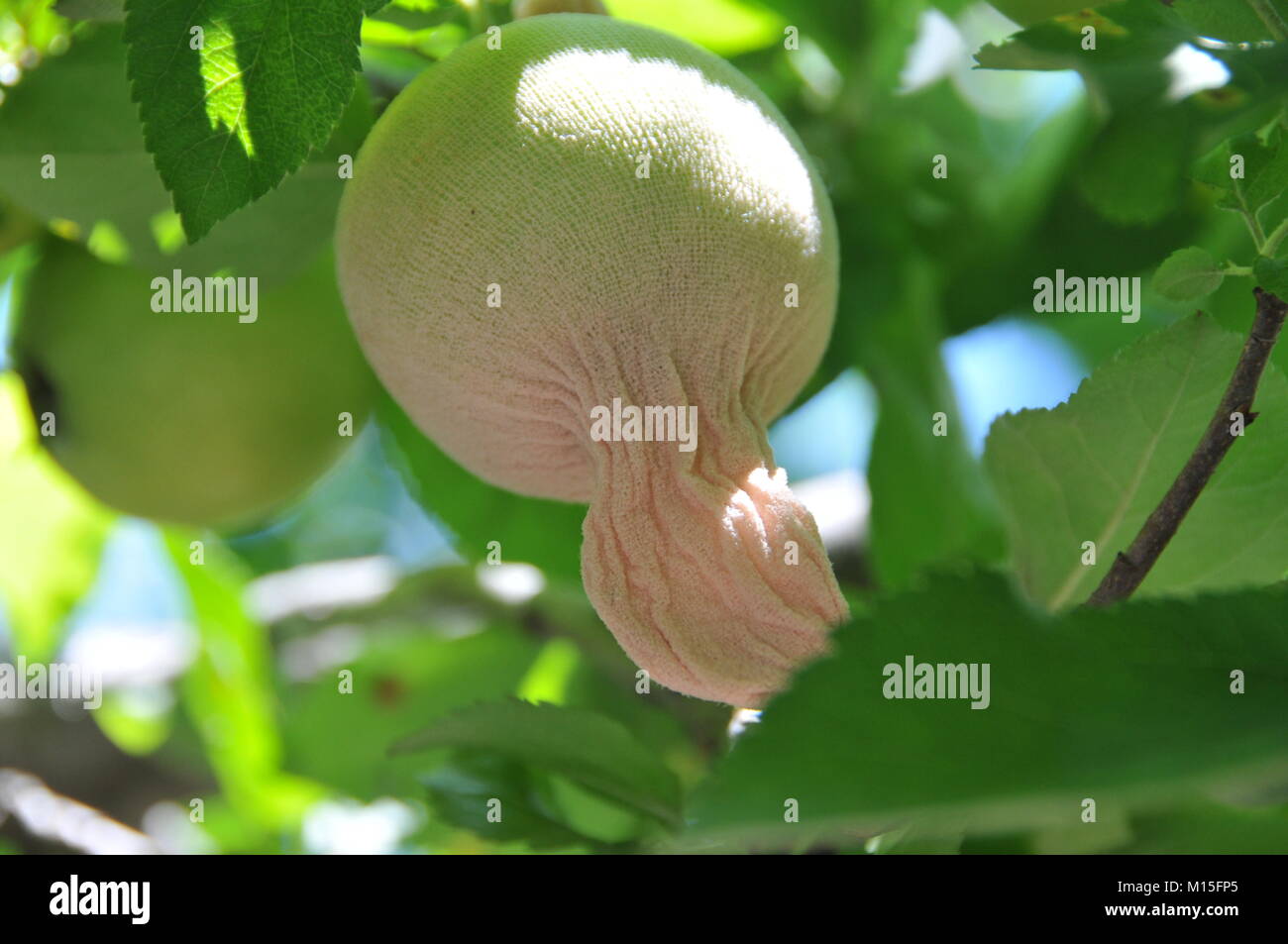 Apple Fruit Protection Bag in the Apple Tree Stock Photo - Alamy