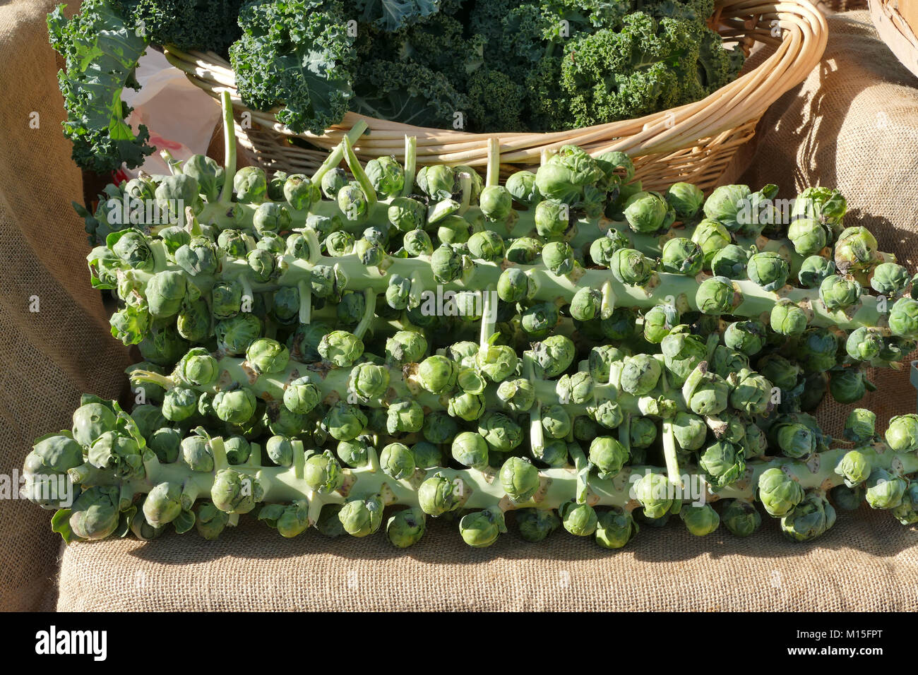 Brussel Sprouts on Stalk in Farmer's Market Stock Photo - Alamy