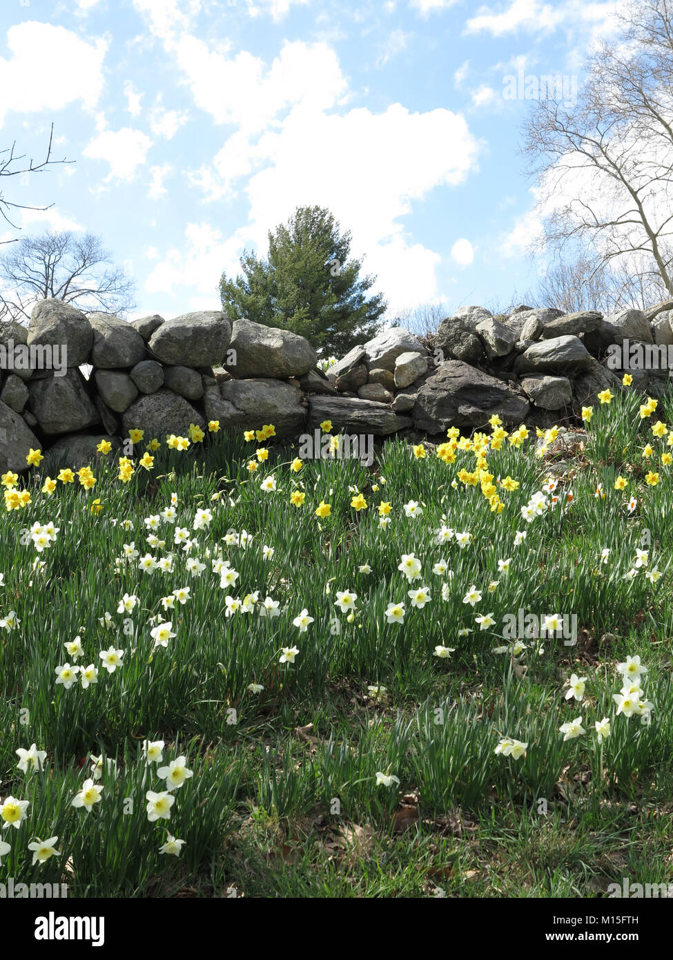 Two Daffodils on an Early Sunny Spring Day in April Stock Photo - Alamy