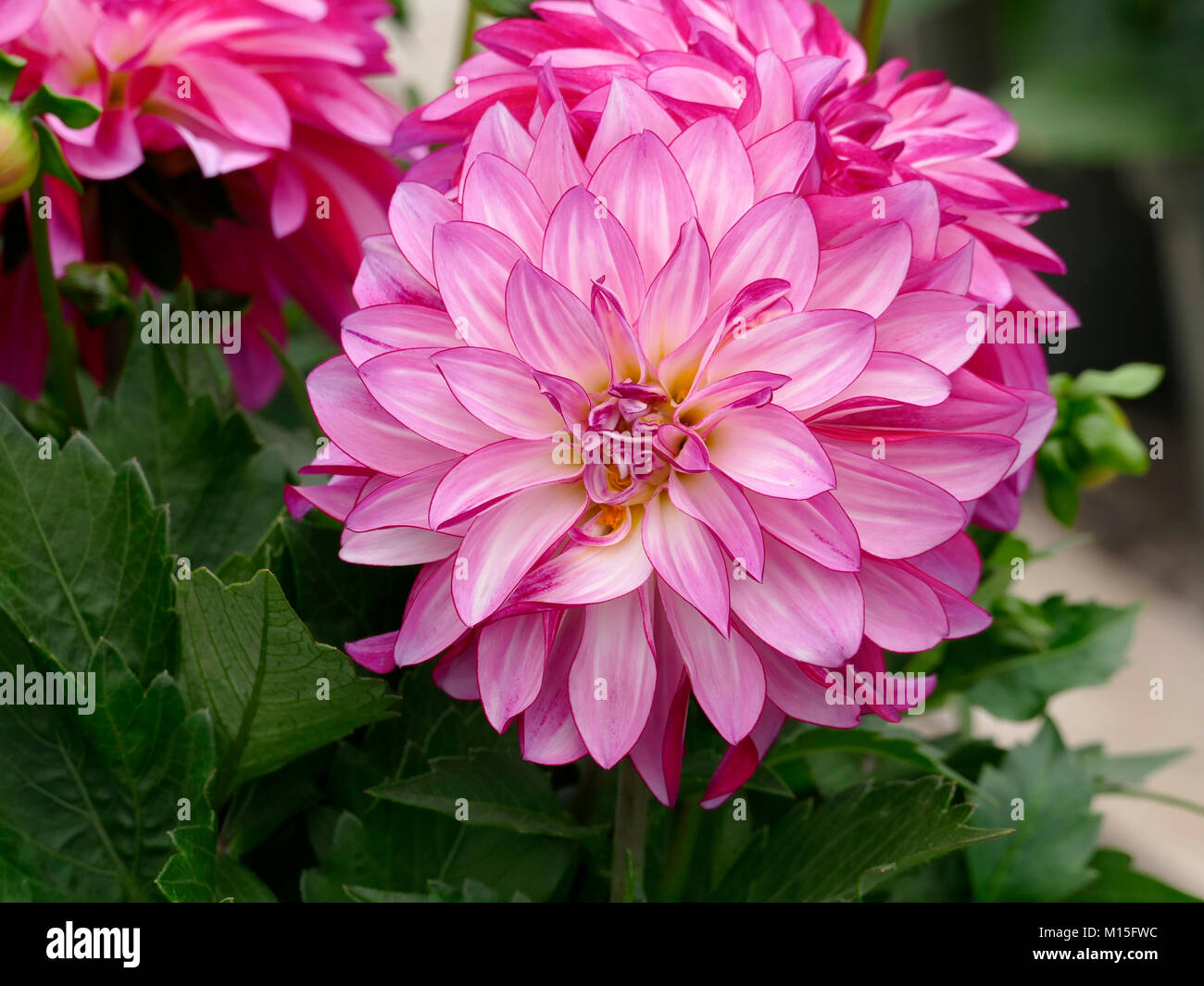 Pink Dahlia in a Spring Home Garden Stock Photo - Alamy