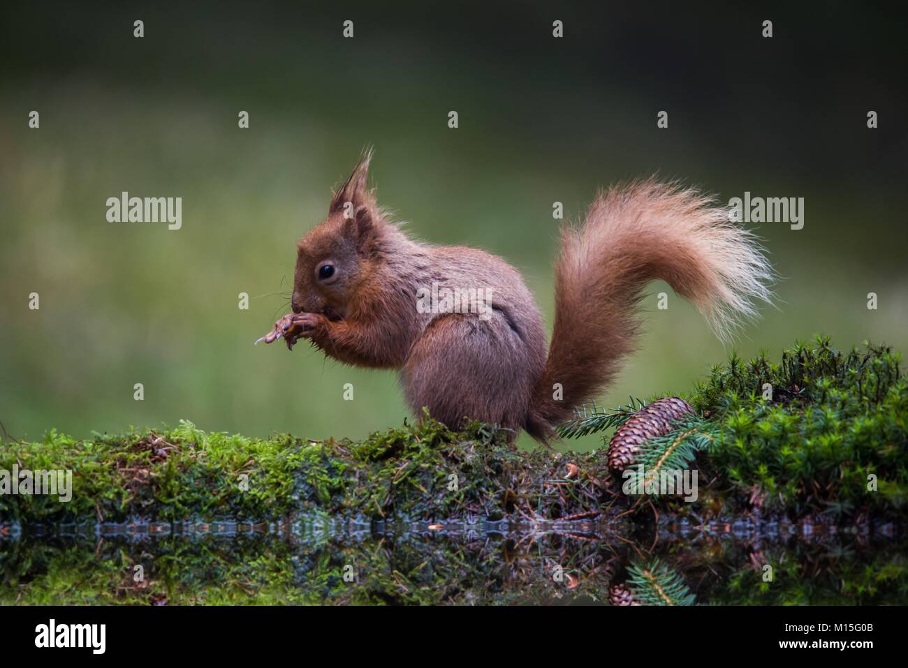 Small red tufts hi-res stock photography and images - Alamy