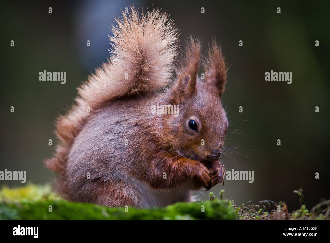Mammal vertical animal animals hi-res stock photography and images - Alamy