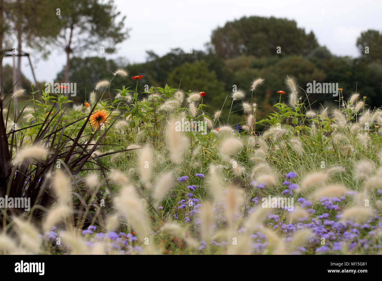meadow with beautiful color Stock Photo - Alamy