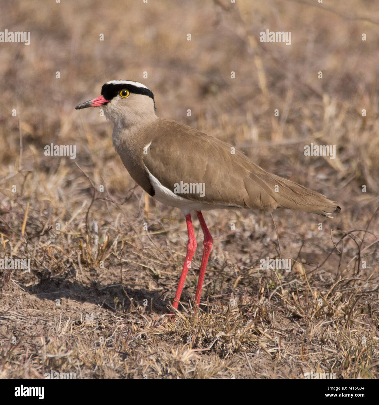 Crowned Lapwing Plover Vanellus Coronatus Kenya Stock Photos & Crowned ...