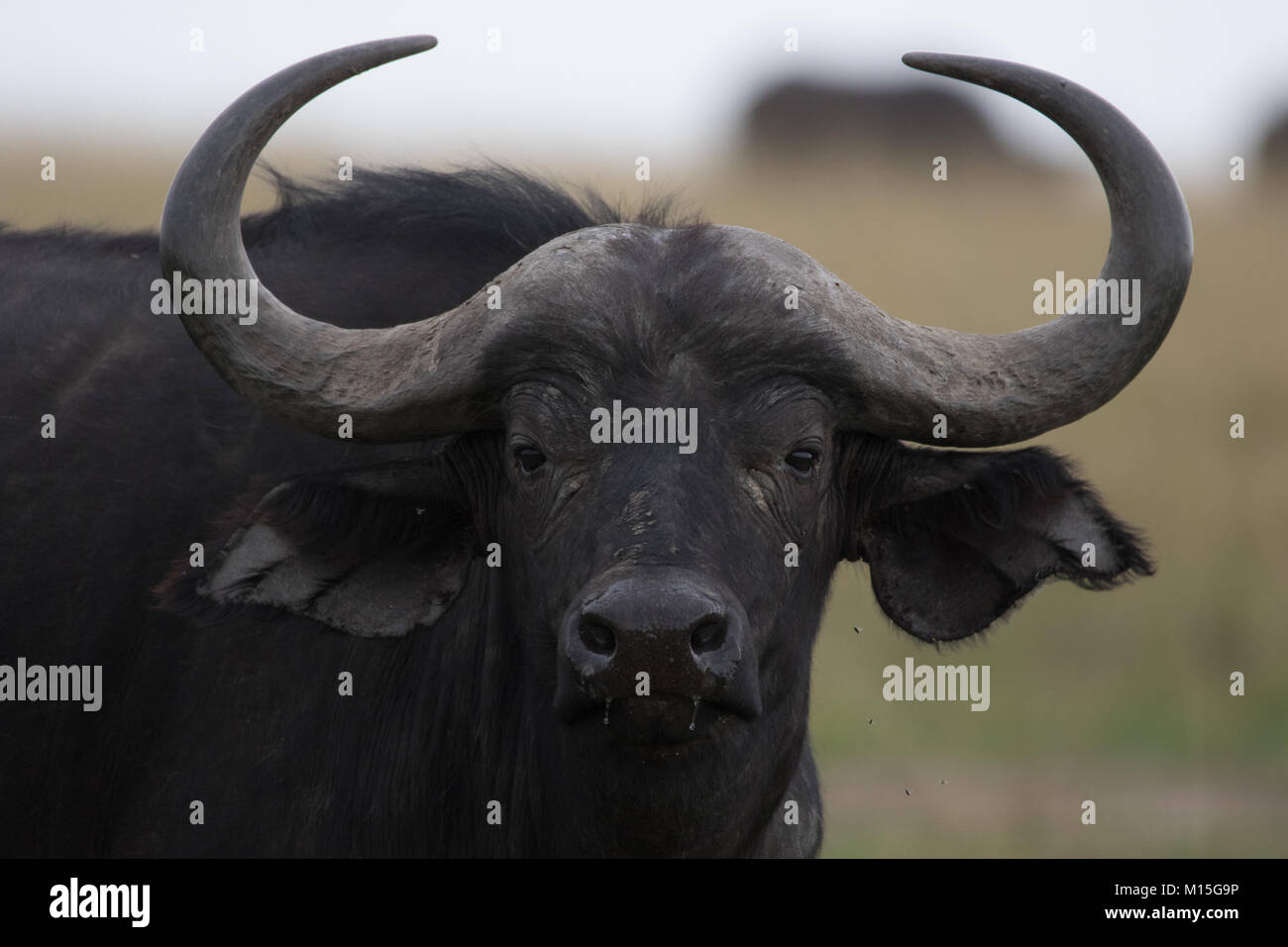 Cape Buffalo Portrait Stock Photo - Alamy