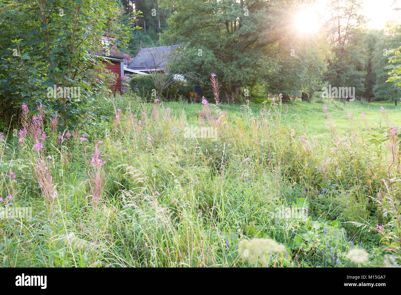 Summer meadow with sun Stock Photo - Alamy