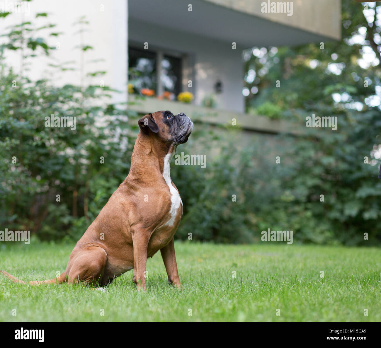 boxer dog is looking Stock Photo - Alamy