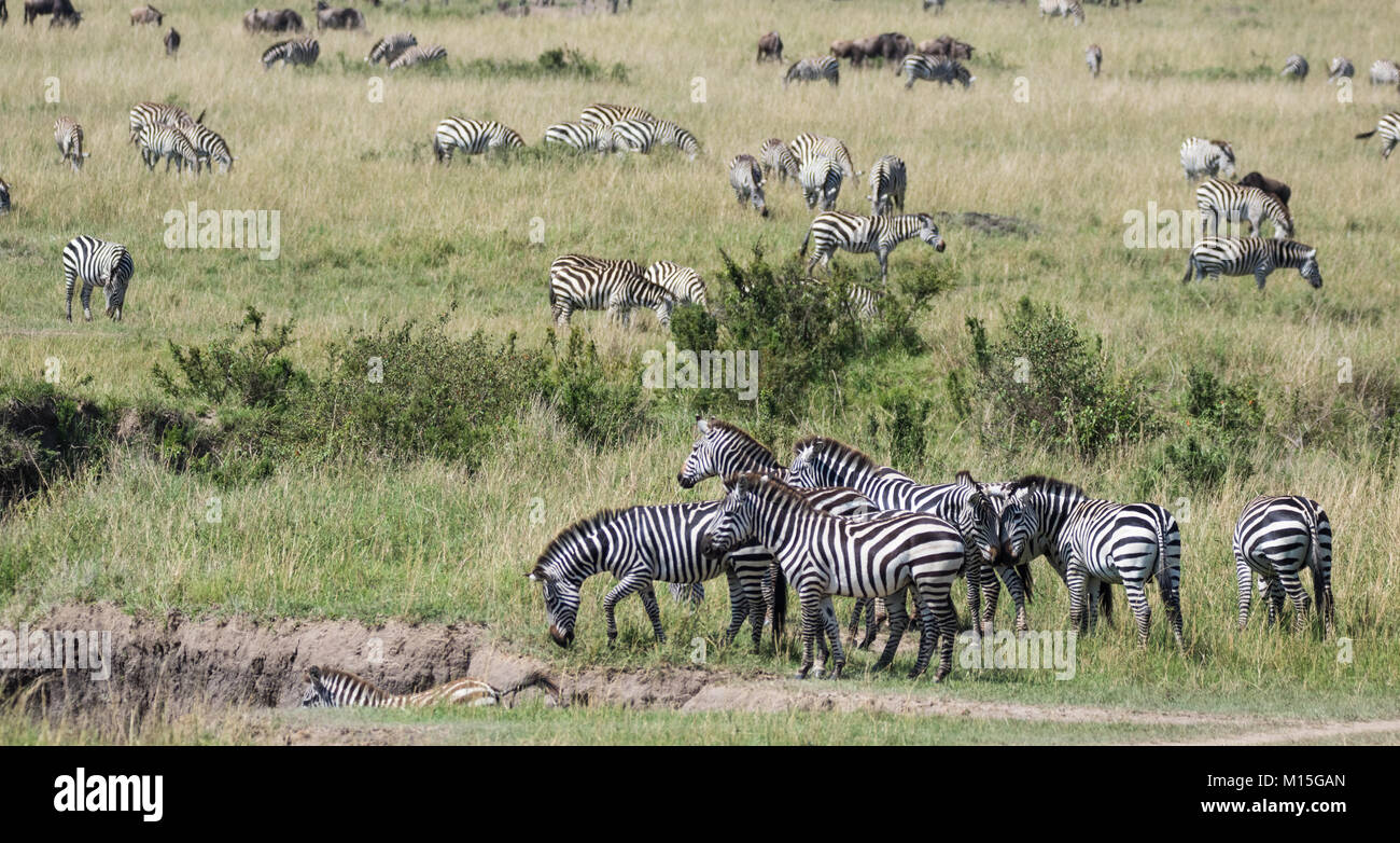 The diversity of the Mara during the migration Stock Photo - Alamy