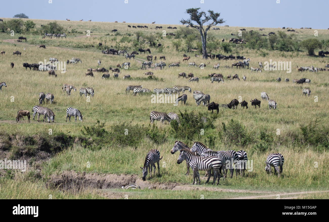 The diversity of the Mara during the migration Stock Photo - Alamy