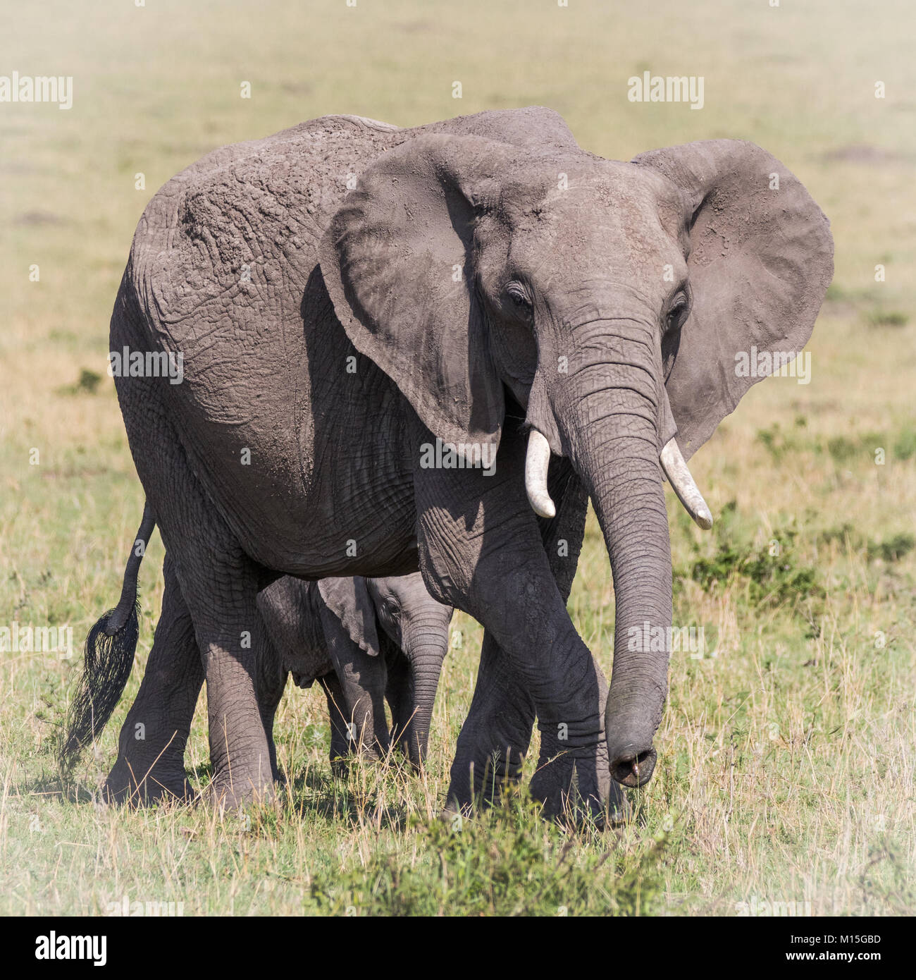 Mother elephant shields her youngest offspring Stock Photo - Alamy