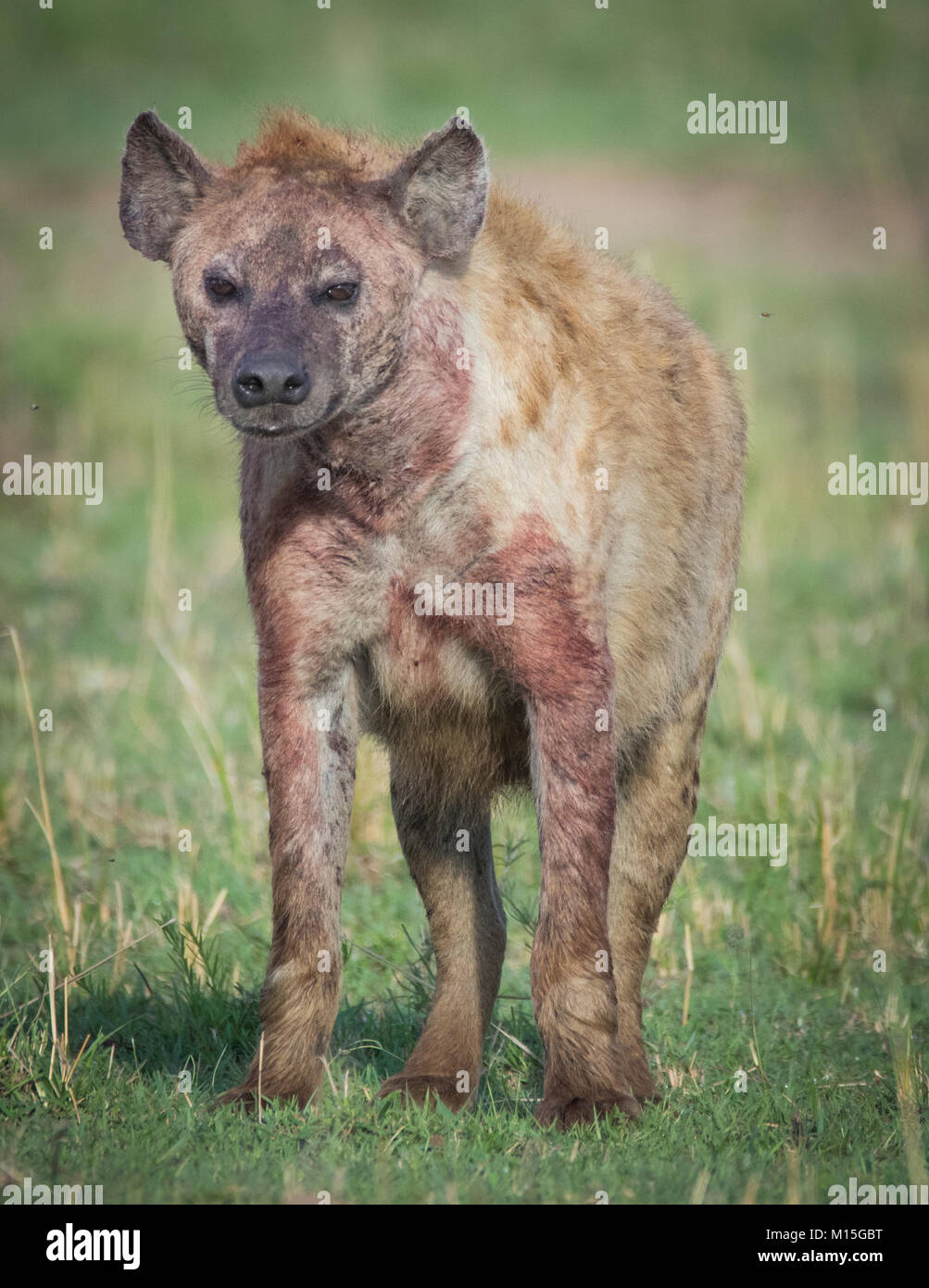 Spotted Hyena Female