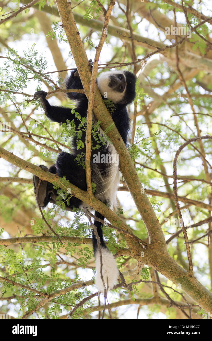 Colobus monkeys rests in the trees while watching the watcher Stock ...