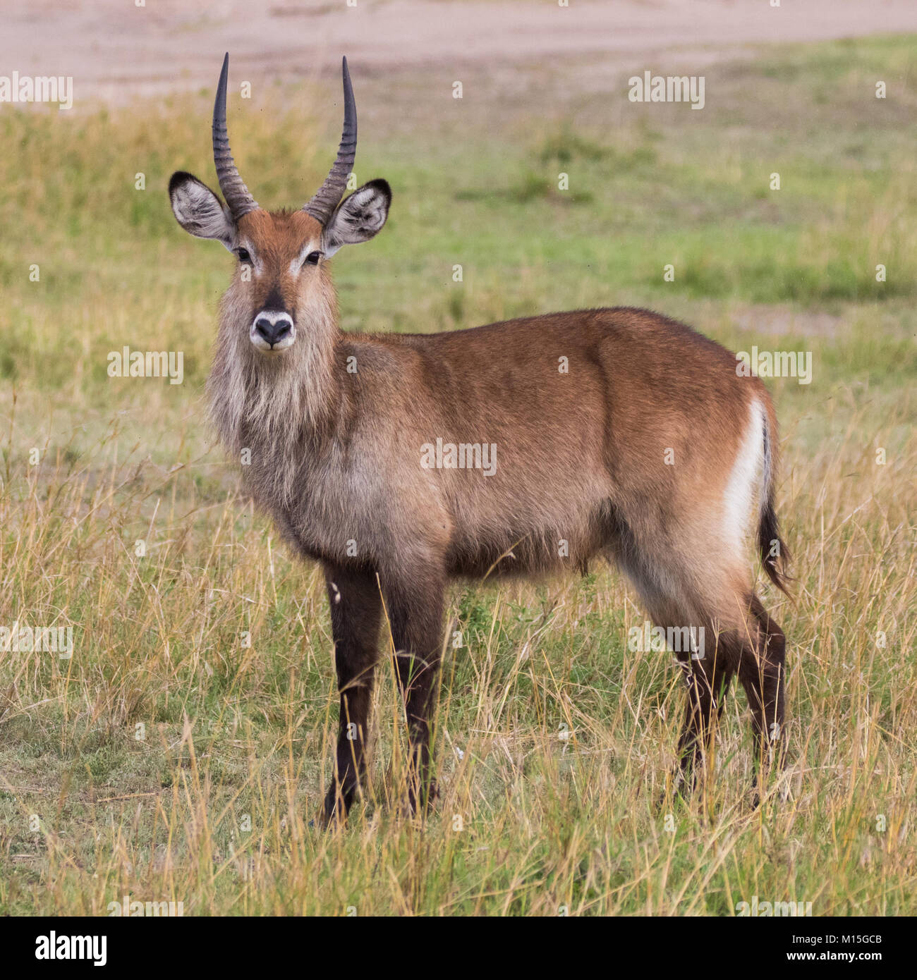 Common waterbuck on the grasslands of the Mara Stock Photo - Alamy