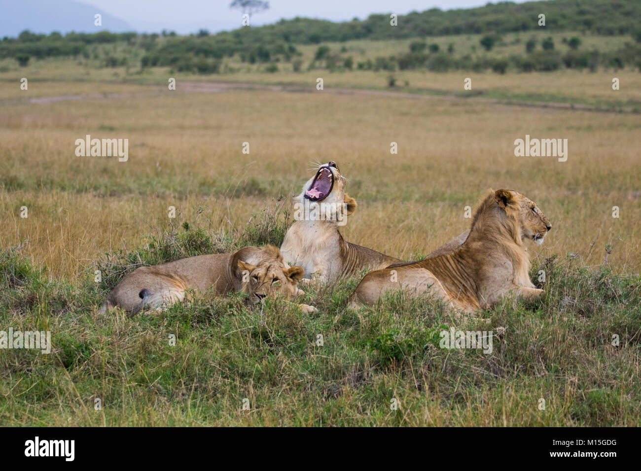 Pride of young male lions rest in the late afternoon on the Mara Stock ...