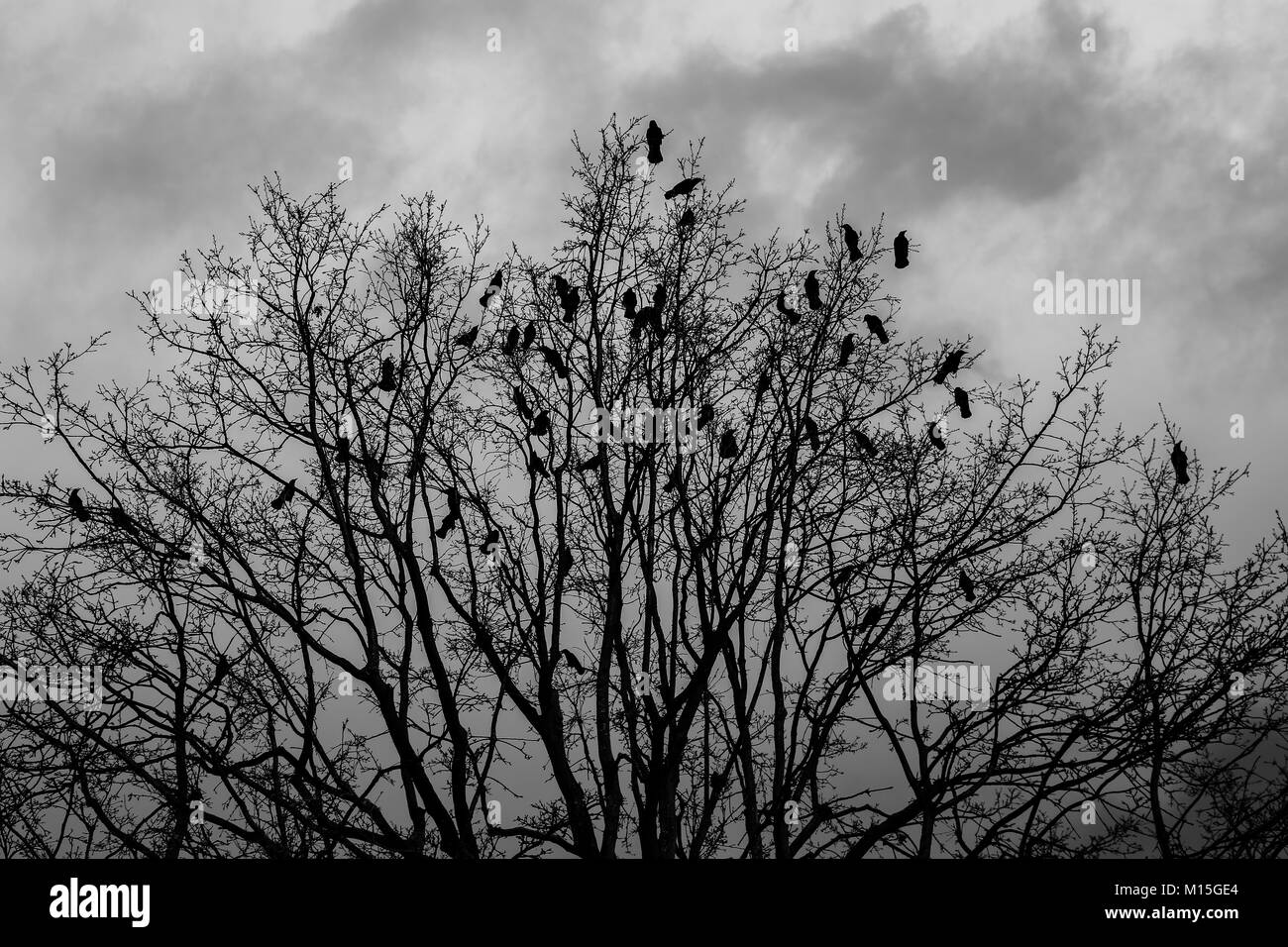 Murder Of Crows High Resolution Stock Photography and Images - Alamy