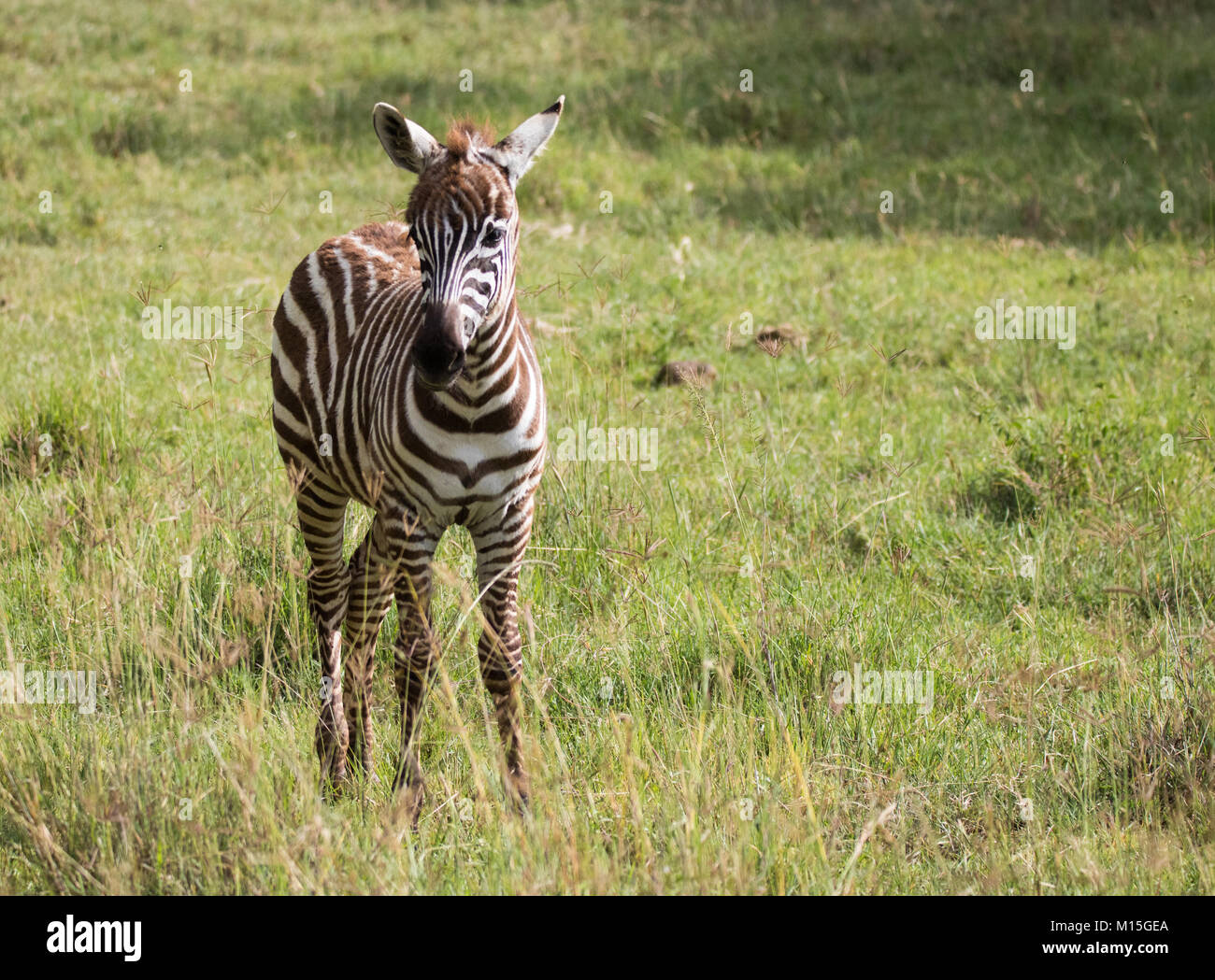 Young zebra in the grass Stock Photo - Alamy