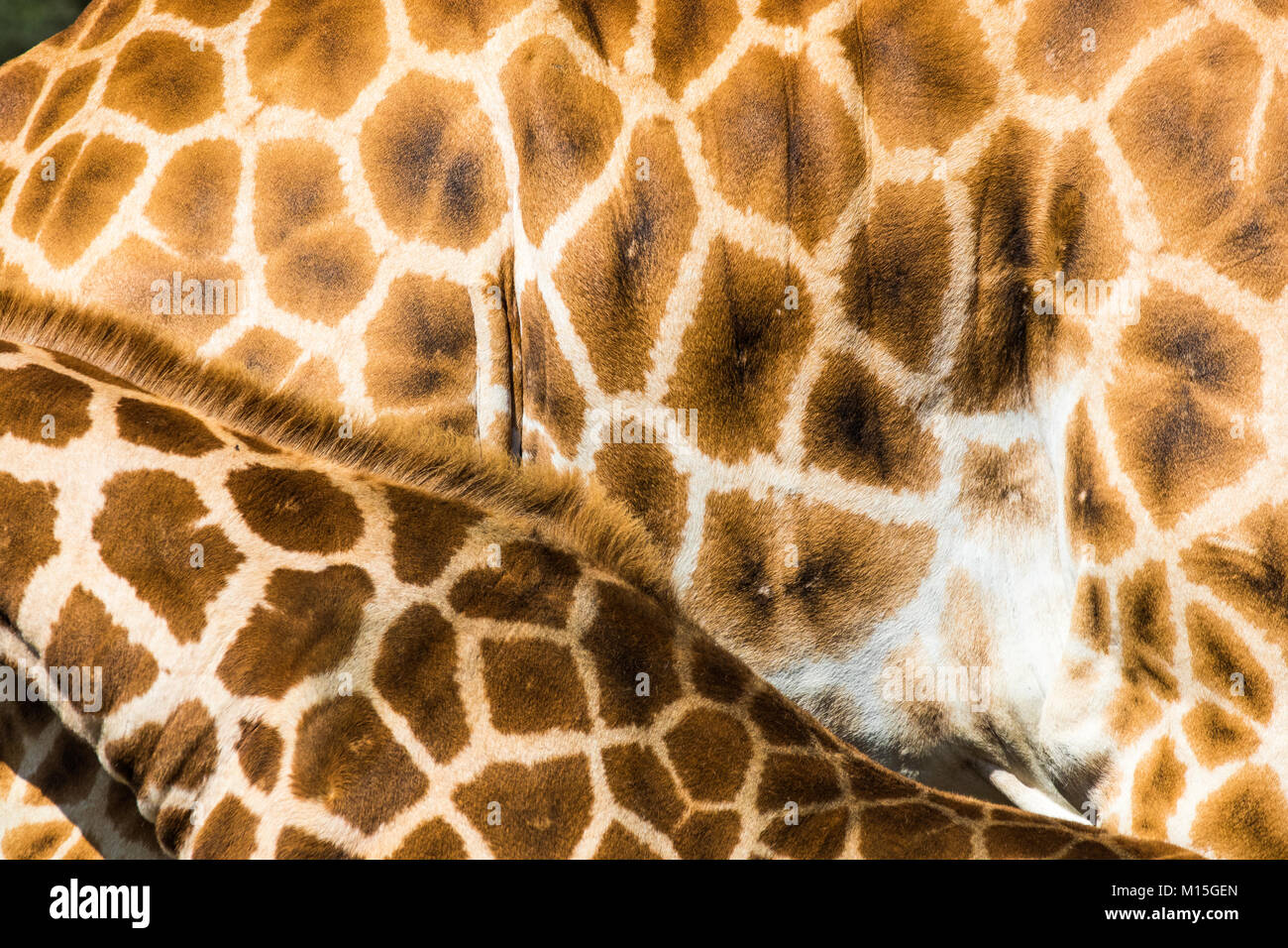 The abstract pattern of giraffe skin Stock Photo - Alamy
