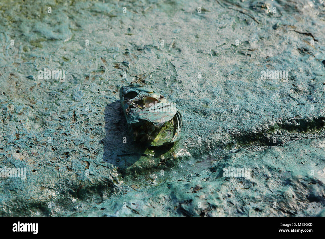 Dead fish polluted water hi-res stock photography and images - Alamy